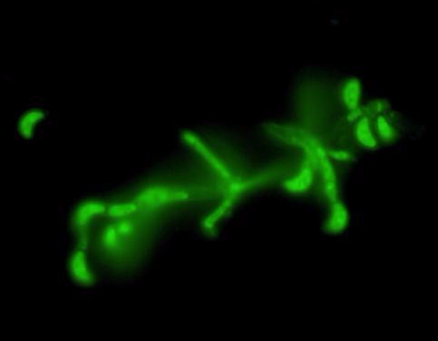 Amphibians, bats and reptiles, oh my! Five fungal diseases that are ...